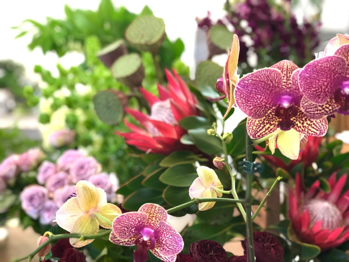 Inspired by Nature: Fresh Billabong Colour Palette - Beija Flor Darwin