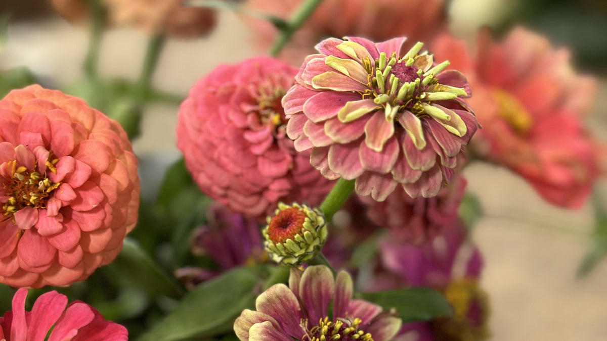 The Benefits of Choosing Locally Grown Flowers