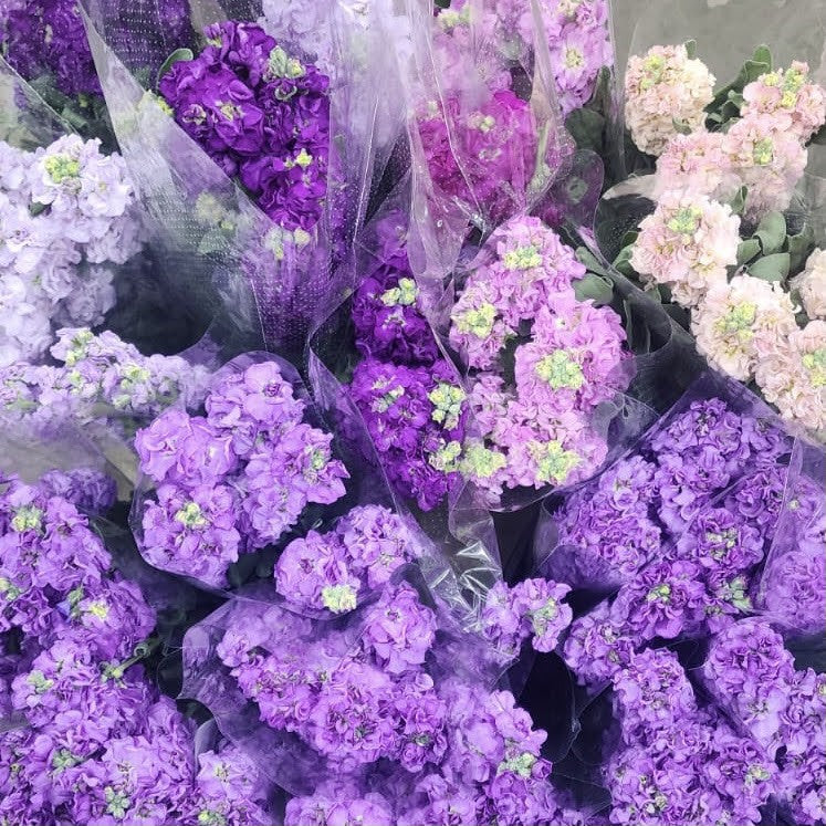 What Flowers Are Available in March?