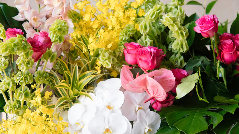 Monsoon Collection | Darwin Flower Delivery | Beija Flor