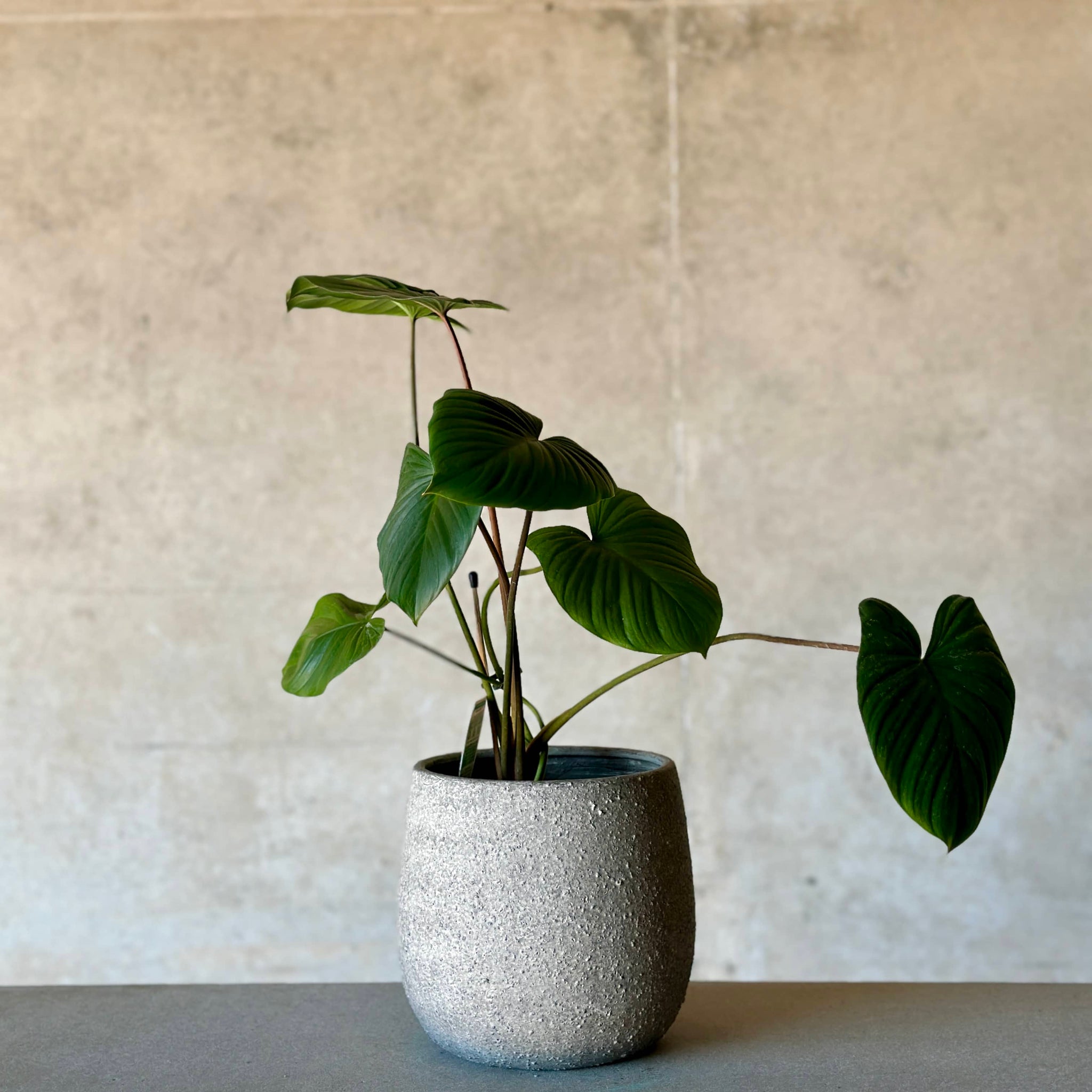 Homalomena Pot Plant | Houseplants | Beija Flor Florist Darwin