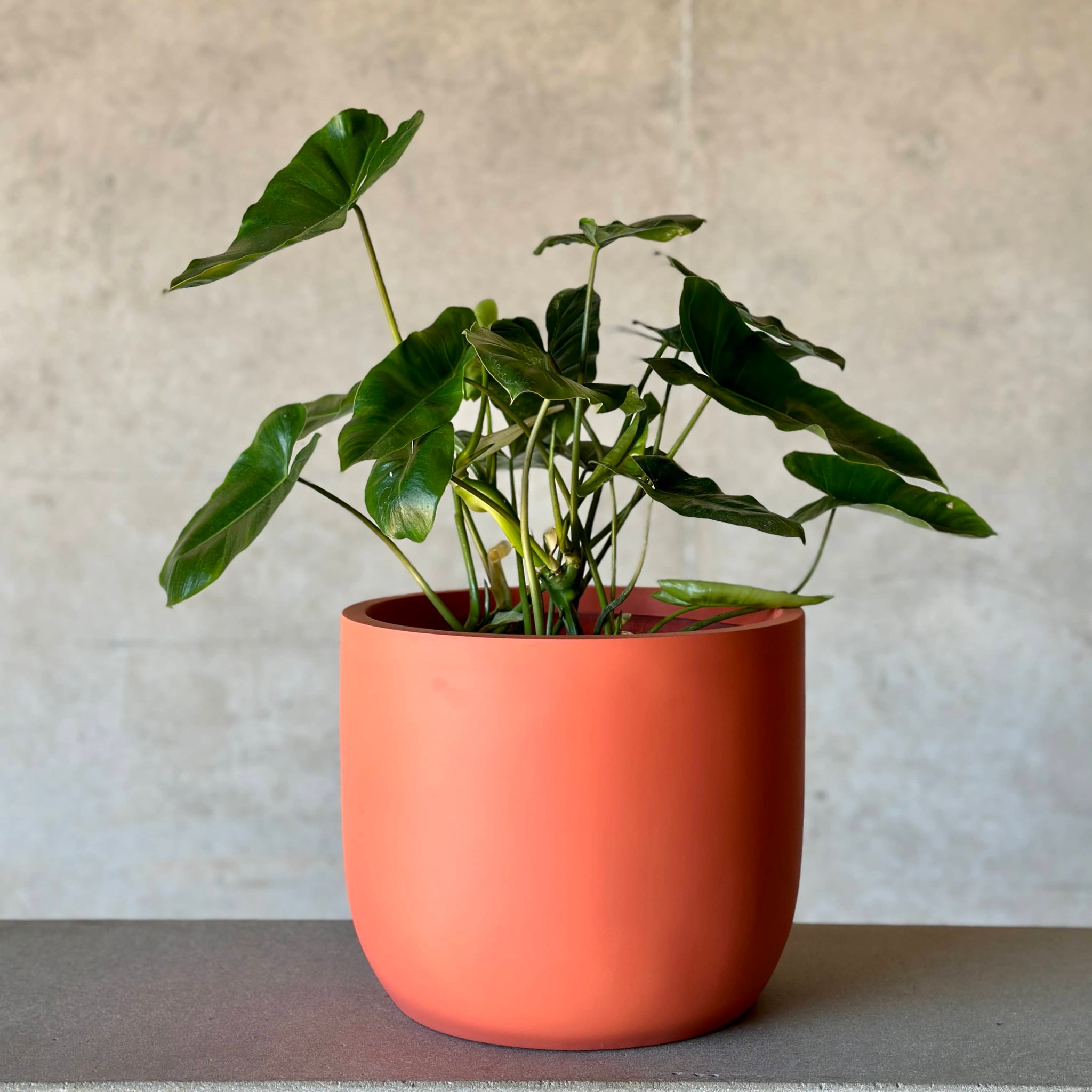 Philodendron Pot Plant | Houseplants | Beija Flor Florist Darwin