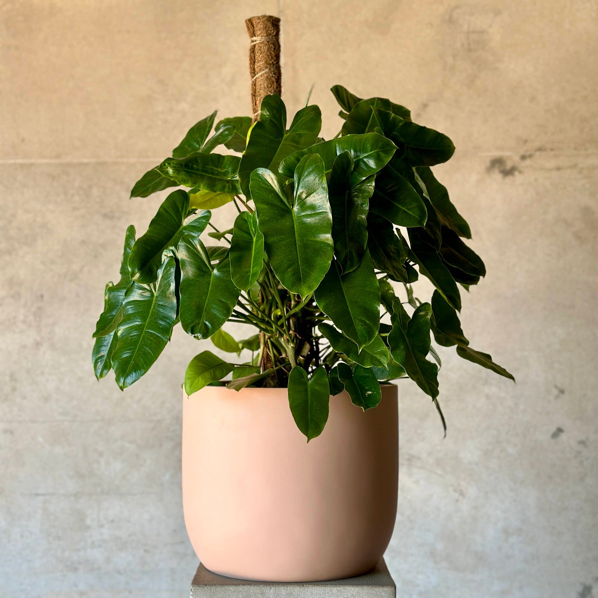 Philodendron Totem Pot Plant | Houseplants | Beija Flor Florist Darwin