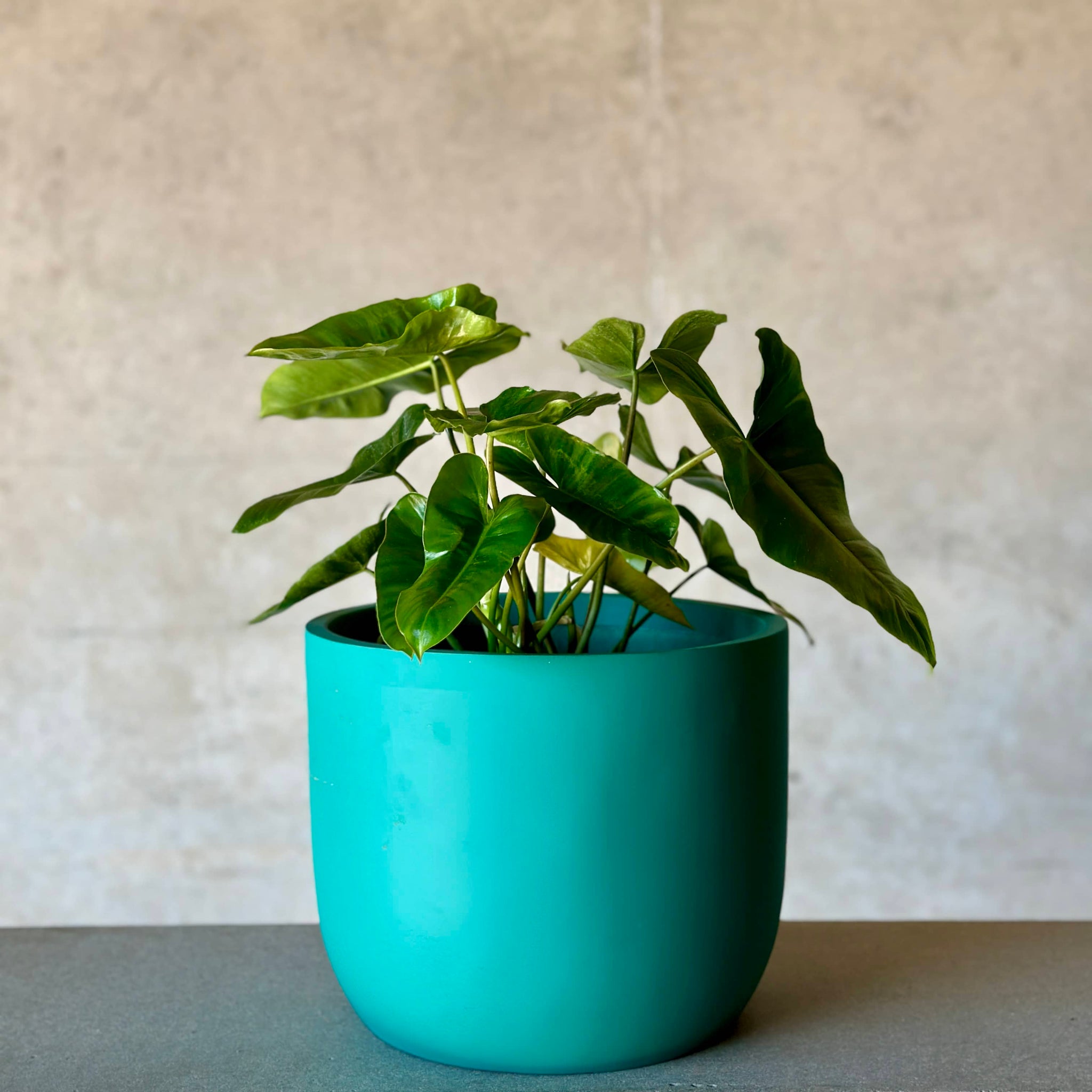 Philodendron Pot Plant | Houseplants | Beija Flor Florist Darwin