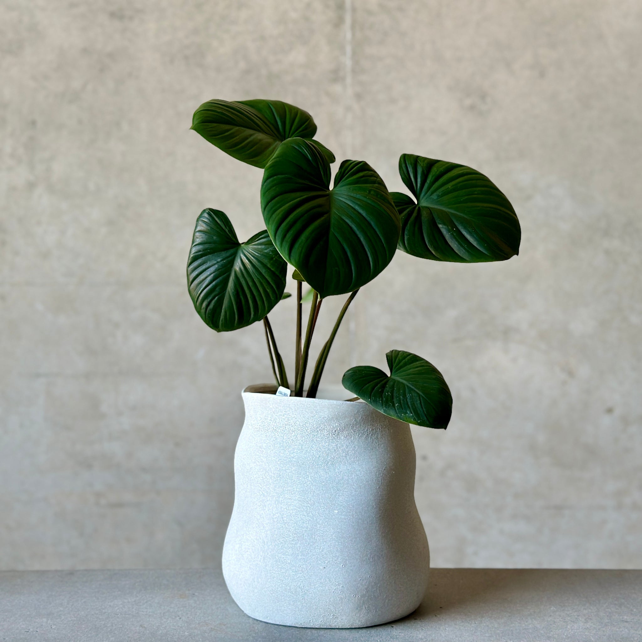 Homalomena Pot Plant | Houseplants | Beija Flor Darwin