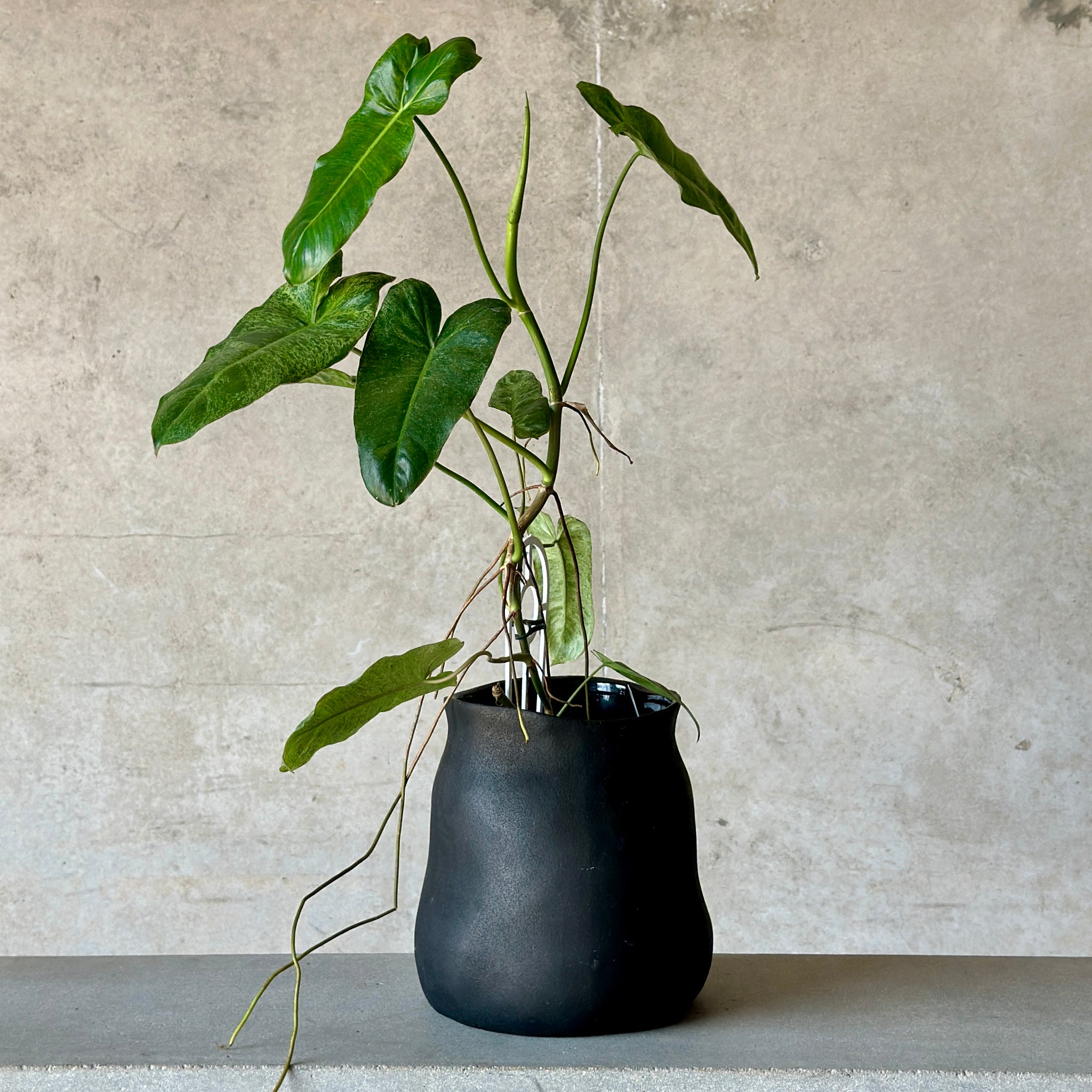 Philodendron Pot Plant | Houseplants | Beija Flor Florist Darwin