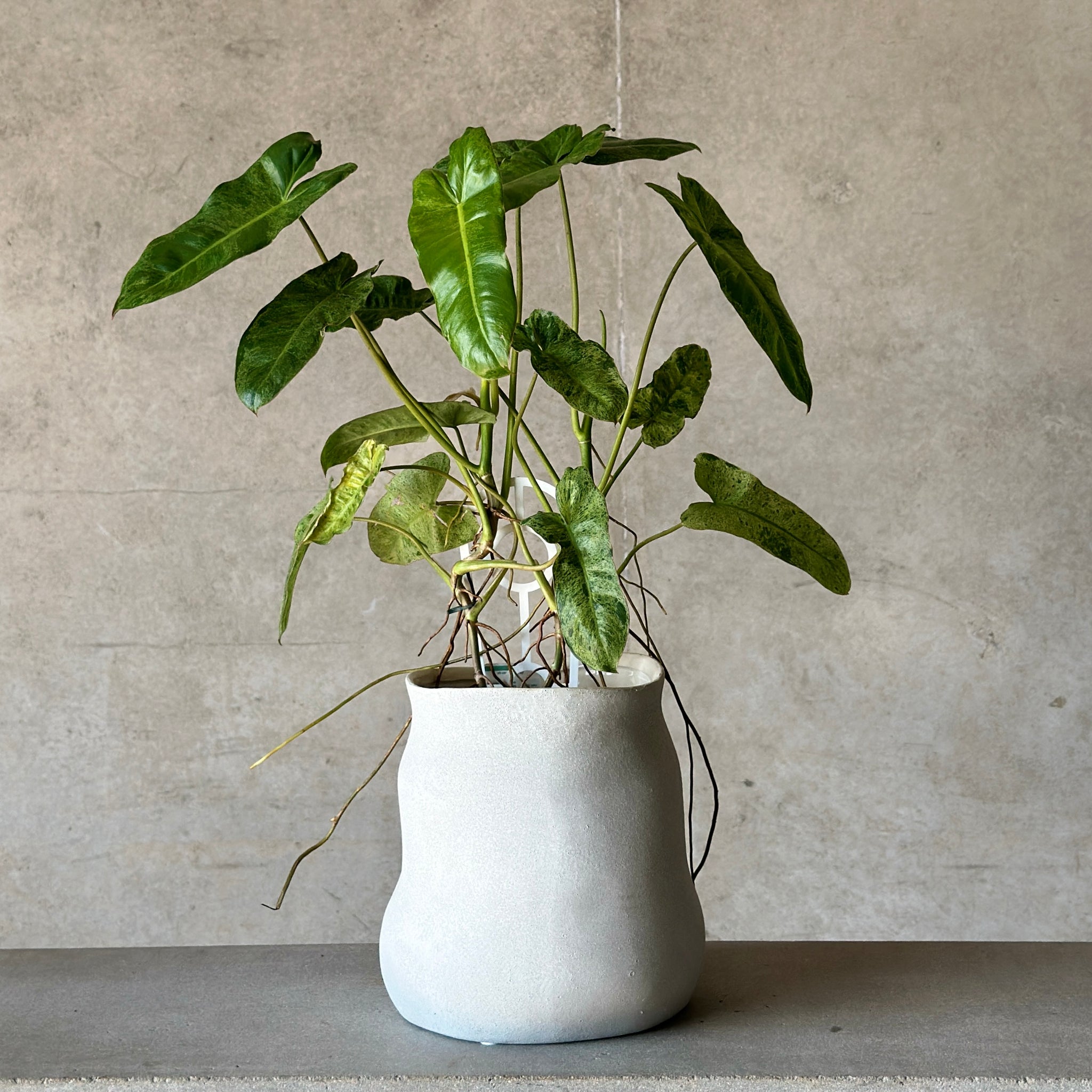 Philodendron Pot Plant | Houseplants | Beija Flor Florist Darwin